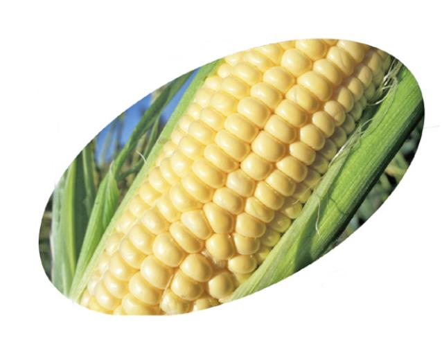 Harvesting sweet corn | The Texas Spur