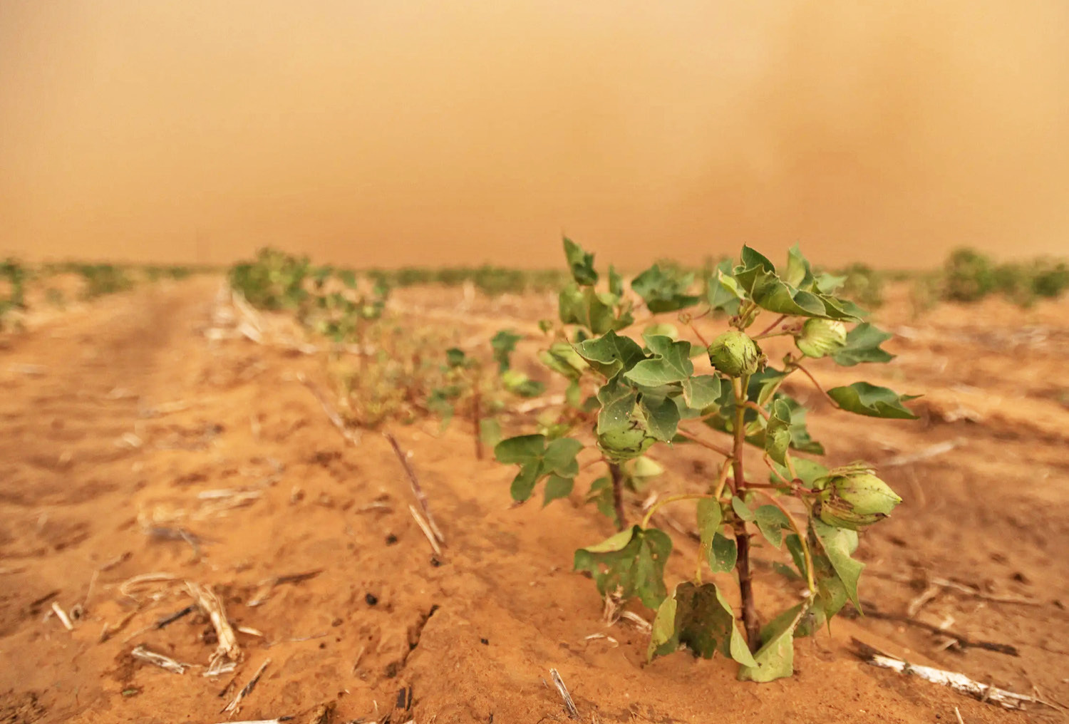 Texas’ cotton industry is facing its worst harvest in years — costing ...