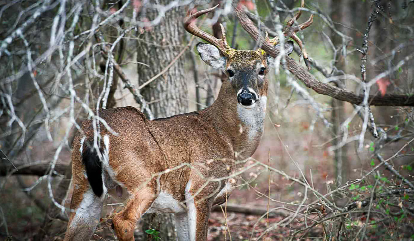 Big Buck Star